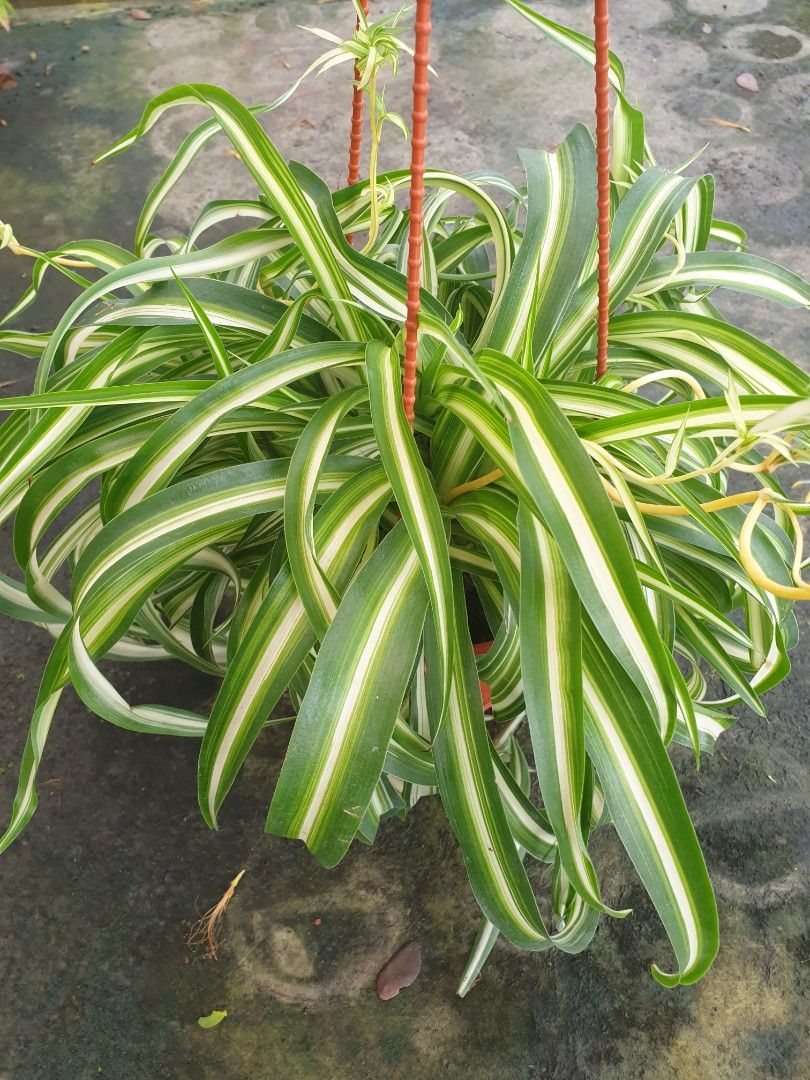Chlorophytum Com osum Curly Spider Plant Auera Variegated Hanging plant ...