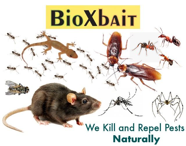 Instant Wipe-Out Complete Colony of Ant Ants Cockroach Cockroaches ...