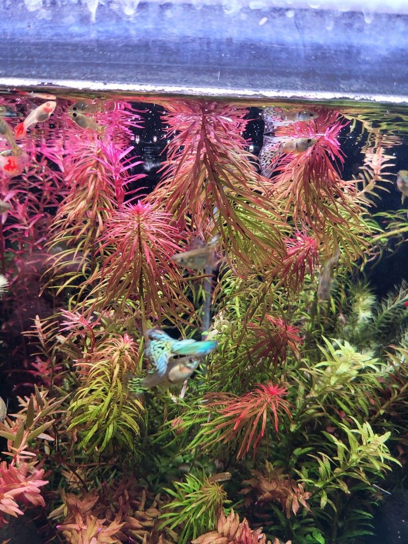 Ludwigia Inclinata Meta, Sports Equipment, Fishing on Carousell