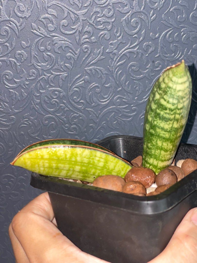 Sansevieria Hallii Baseball Bat Variegated (Dwarf), Furniture & Home ...