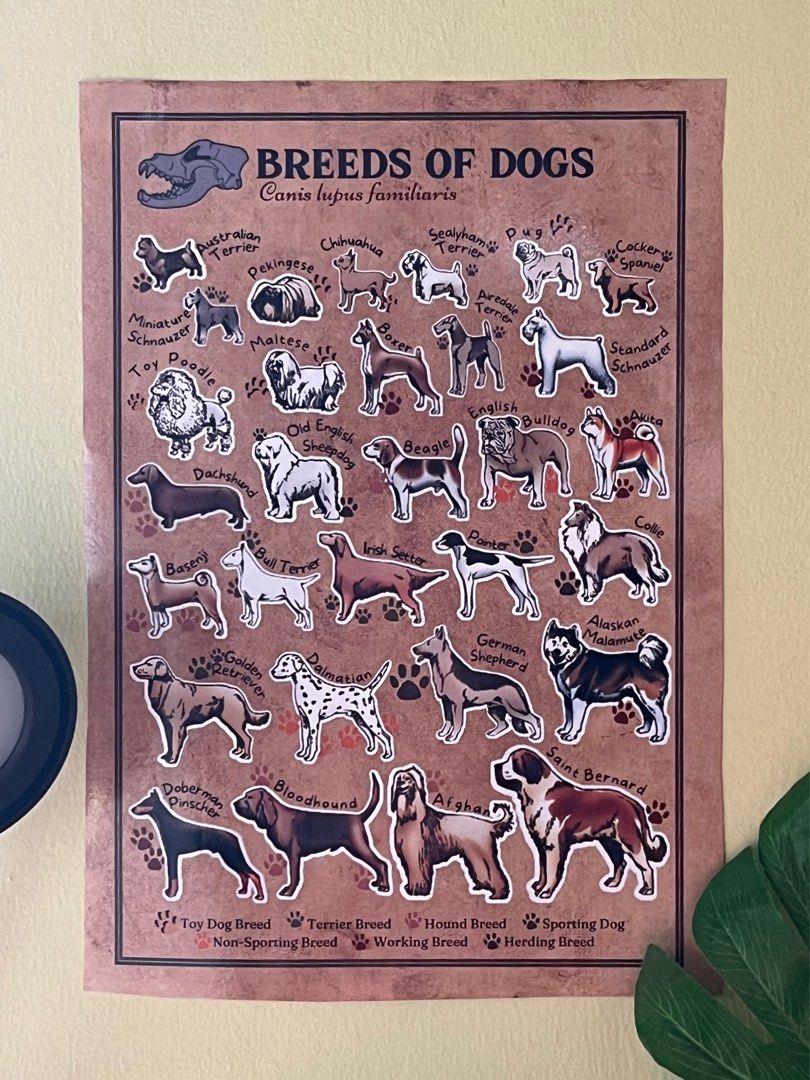 World's Popular Canine/Dog Breeds Poster (19 cm x 27 cm), Hobbies ...