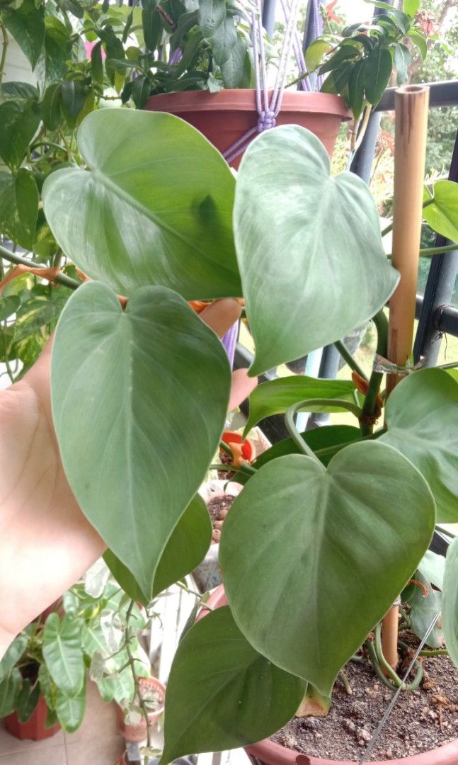 Big heartleaf philodendron (heart leaf) cuttings, Furniture & Home ...