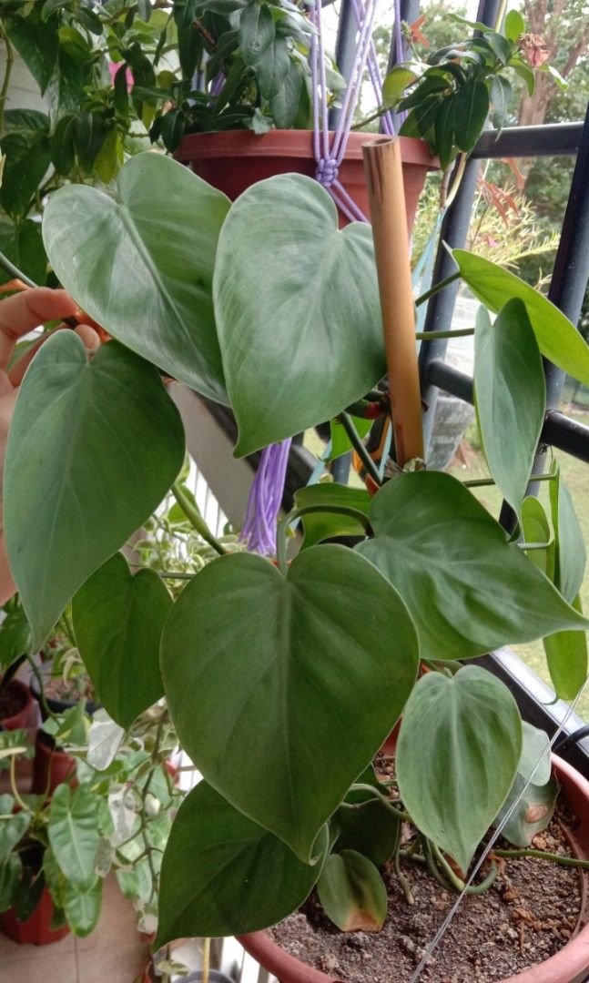 Big heartleaf philodendron (heart leaf) cuttings, Furniture & Home ...