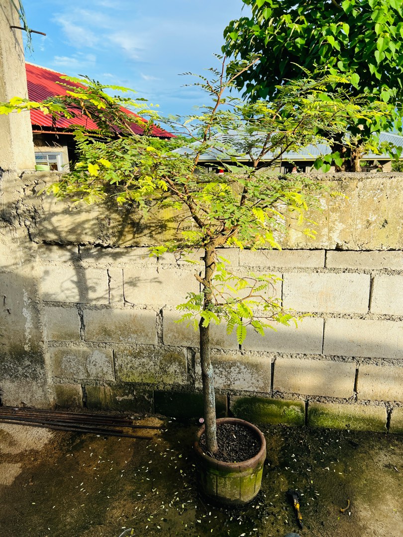 Bonsai Sampaloc Tree - more than 20 y.o, Furniture & Home Living ...