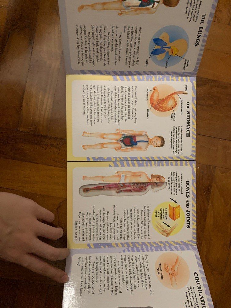 First Anatomy Book for Kids!, Hobbies & Toys, Books & Magazines ...
