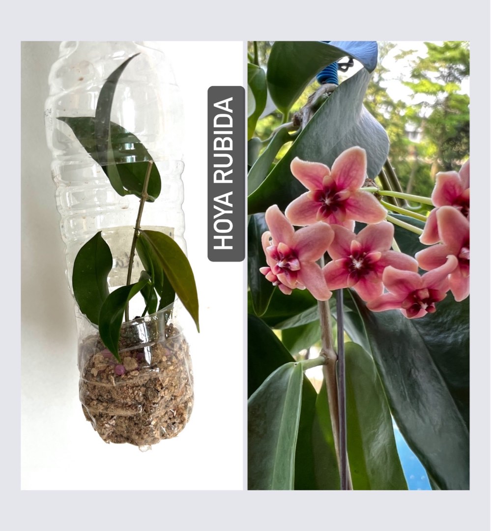 HOYA RUBIDA - $8 , Furniture & Home Living, Gardening, Plants & Seeds ...