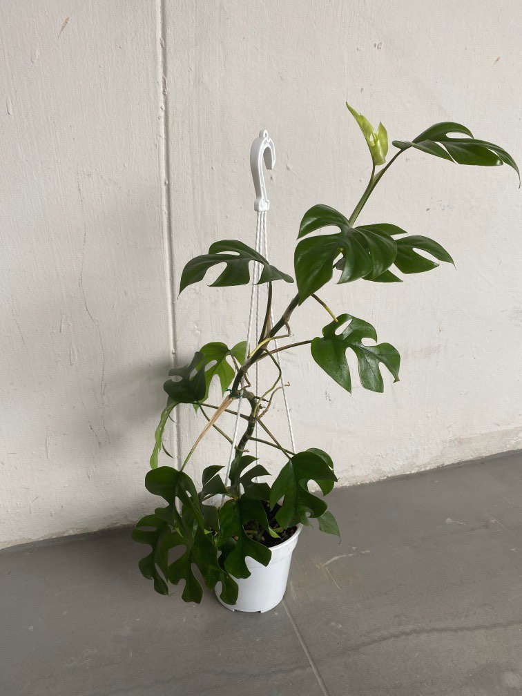Mini Monstera/Rhaphidophora in hanging pot, Furniture & Home Living ...