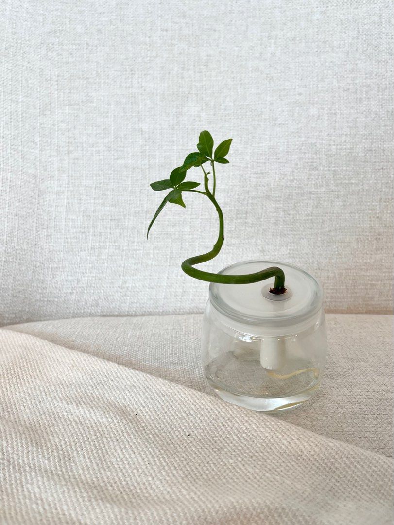 Money Maker 14 / Pachira Macrocarpa / Table Top Trees, Furniture & Home ...