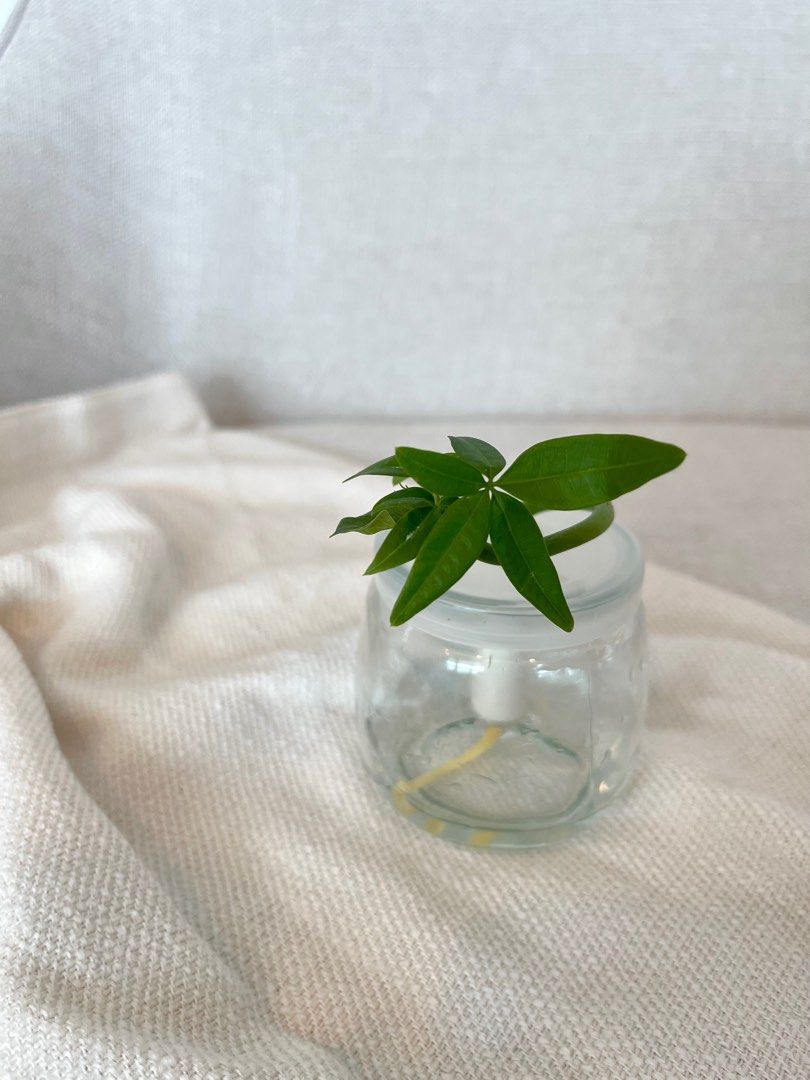 Money Maker 15 / Pachira Macrocarpa / Table Top Trees, Furniture & Home ...