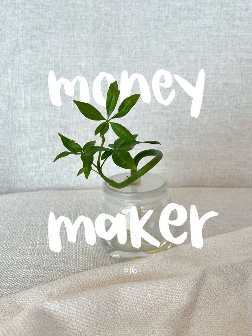 Money Maker 16 / Pachira Macrocarpa / Table Top Trees, Furniture & Home ...