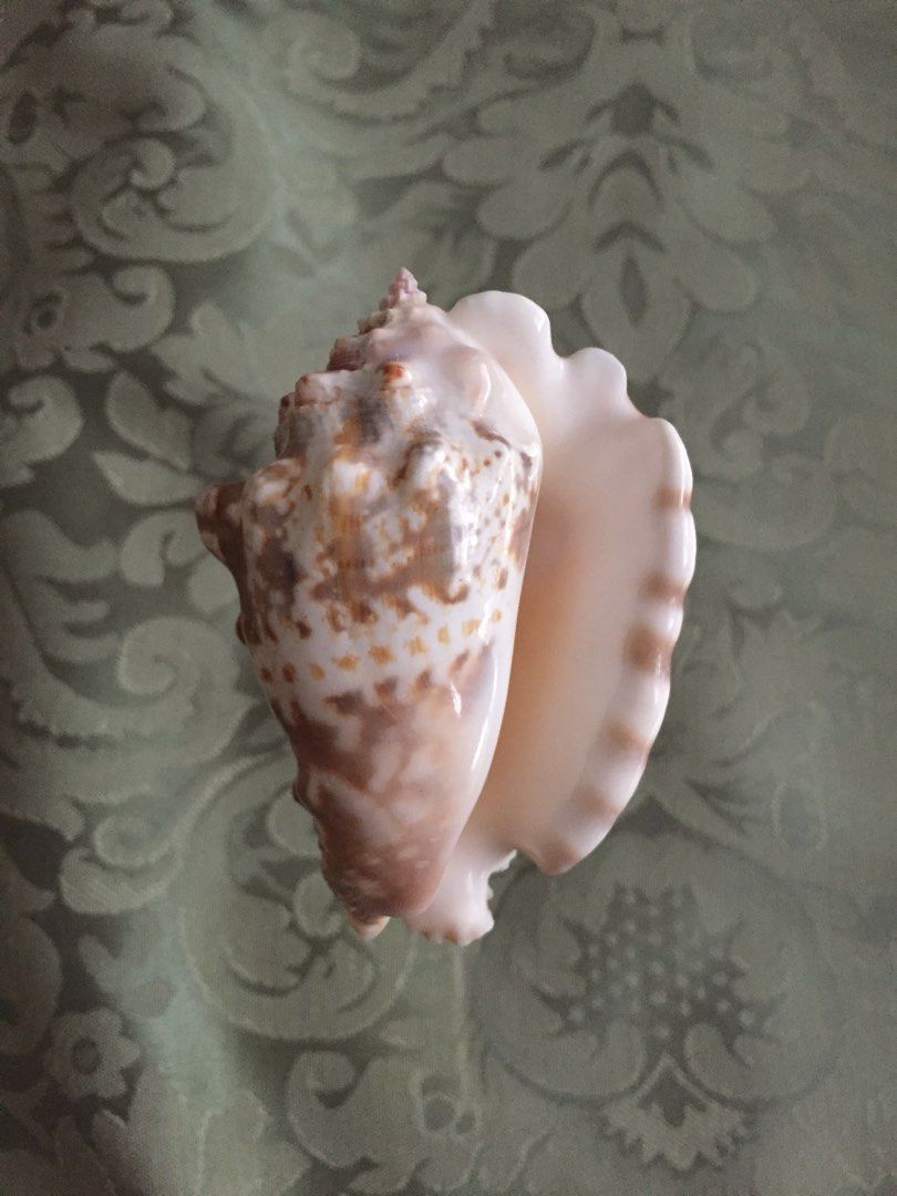 Seashell - Silver Conch Seashell, Hobbies & Toys, Memorabilia ...