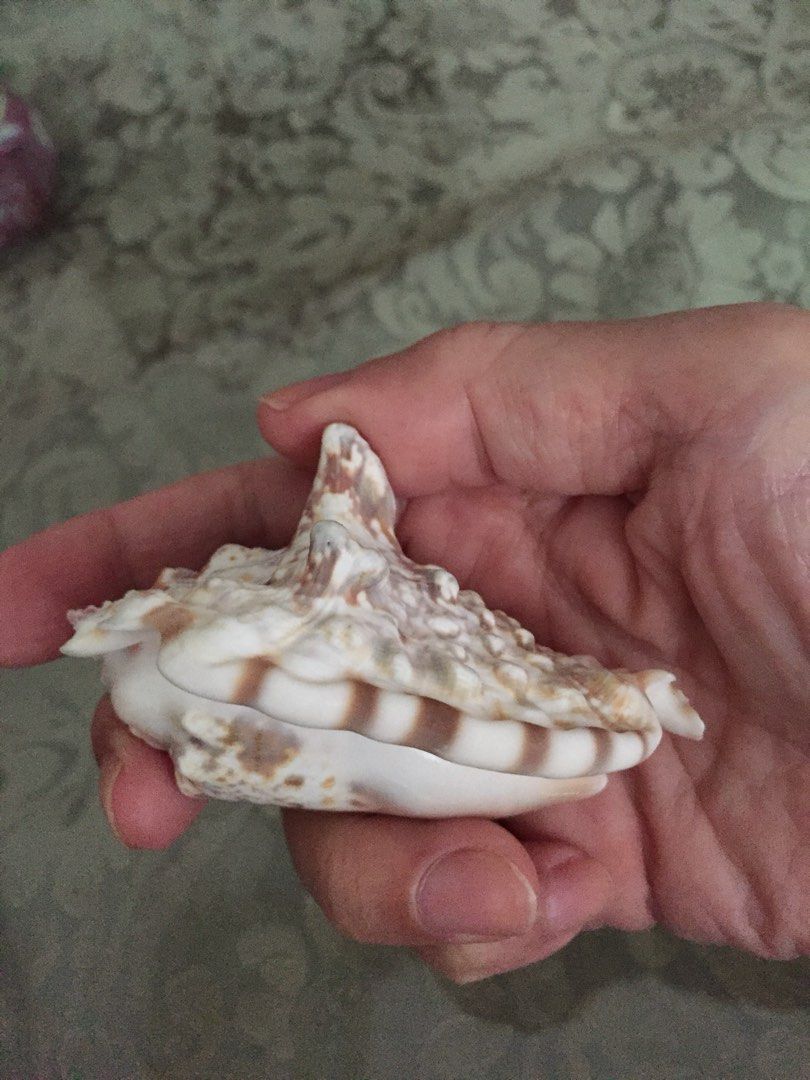 Seashell - Silver Conch Seashell, Hobbies & Toys, Memorabilia ...