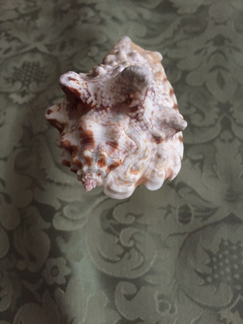 Seashell - Silver Conch Seashell, Hobbies & Toys, Memorabilia ...