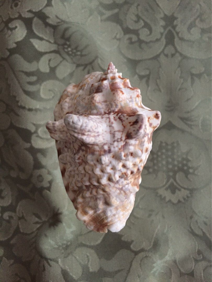 Seashell - Silver Conch Seashell, Hobbies & Toys, Memorabilia ...