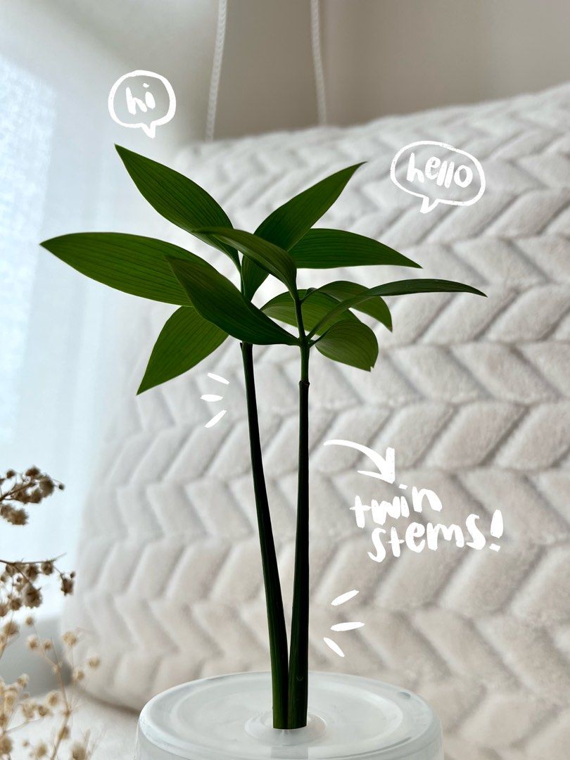 Trees of Tranquility 18 / Nageia Nagi / Table Top Trees, Furniture & Home Living, Gardening ...