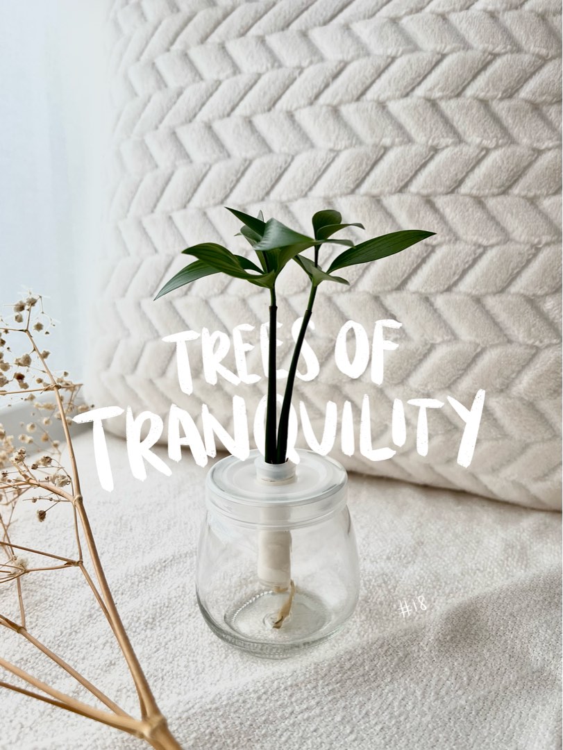 Trees of Tranquility 18 / Nageia Nagi / Table Top Trees, Furniture ...