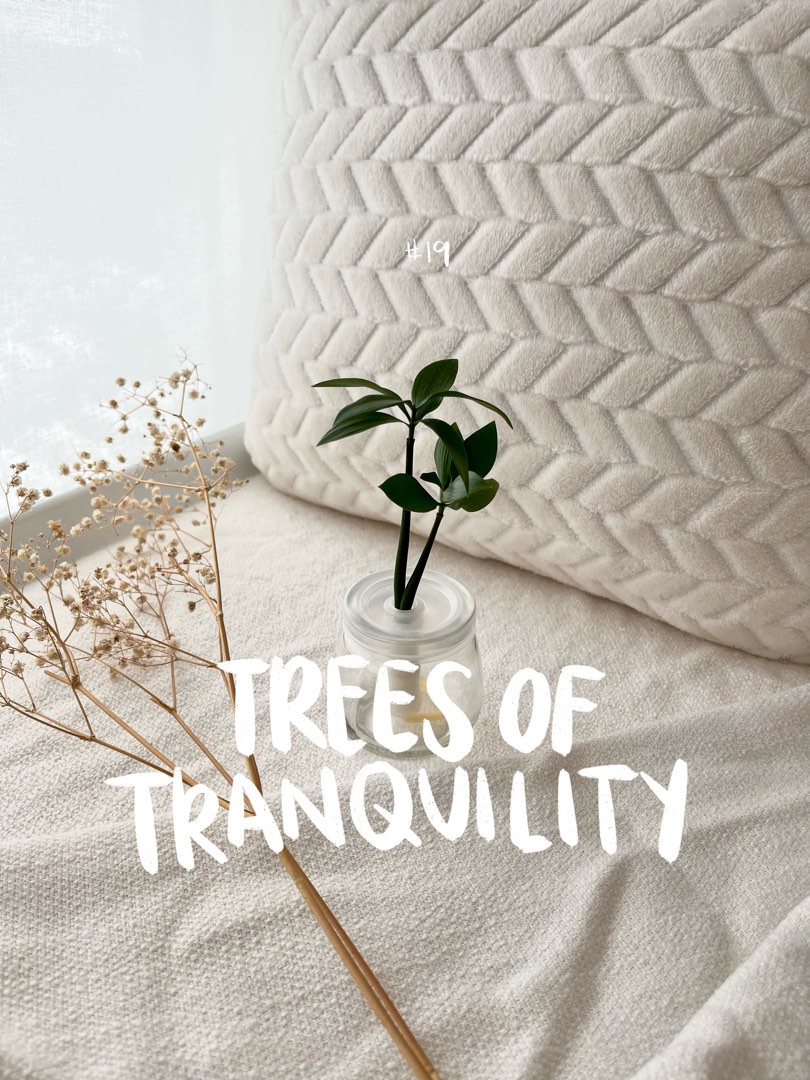 Trees of Tranquility 19 / Nageia Nagi / Table Top Trees, Furniture ...