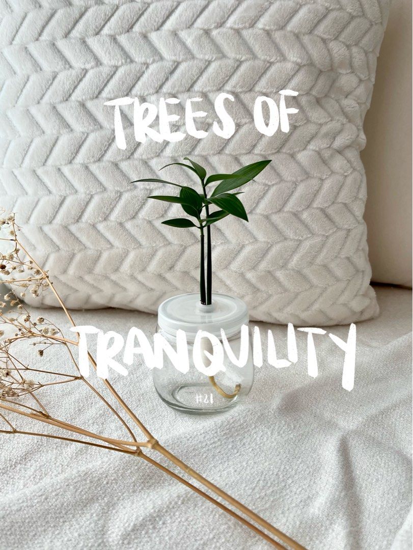 Trees of Tranquility 21 / Nageia Nagi / Table Top Trees, Furniture ...