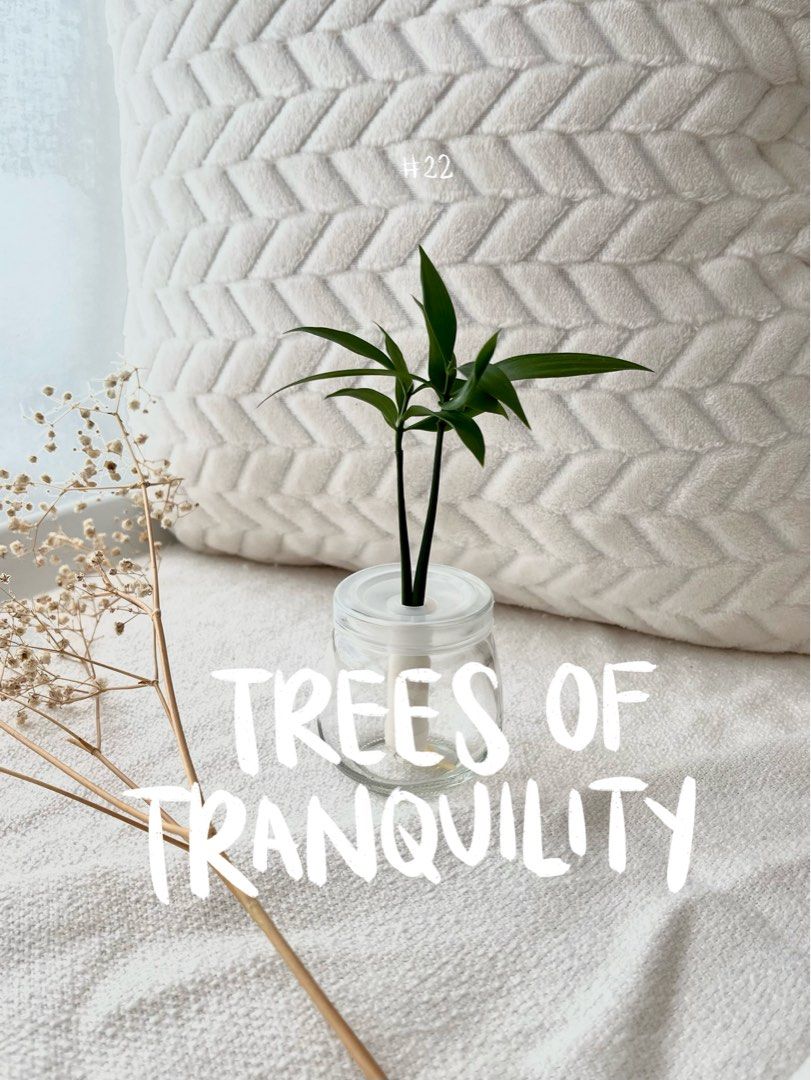 Trees of Tranquility 22 / Nageia Nagi / Table Top Trees, Furniture ...