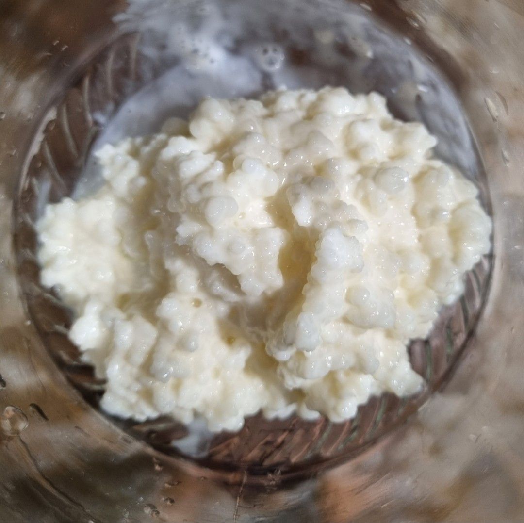 Live Milk Kefir Grains | Make Your Own Kefir Milk | Live Kefir Starter ...