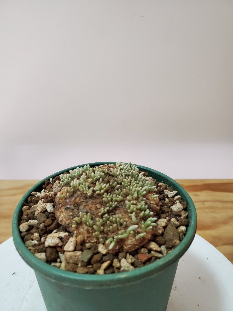 韌錦,Avonia quinaria ssp. alstonii, 傢俬＆家居, 園藝, 植物及種子 - Carousell