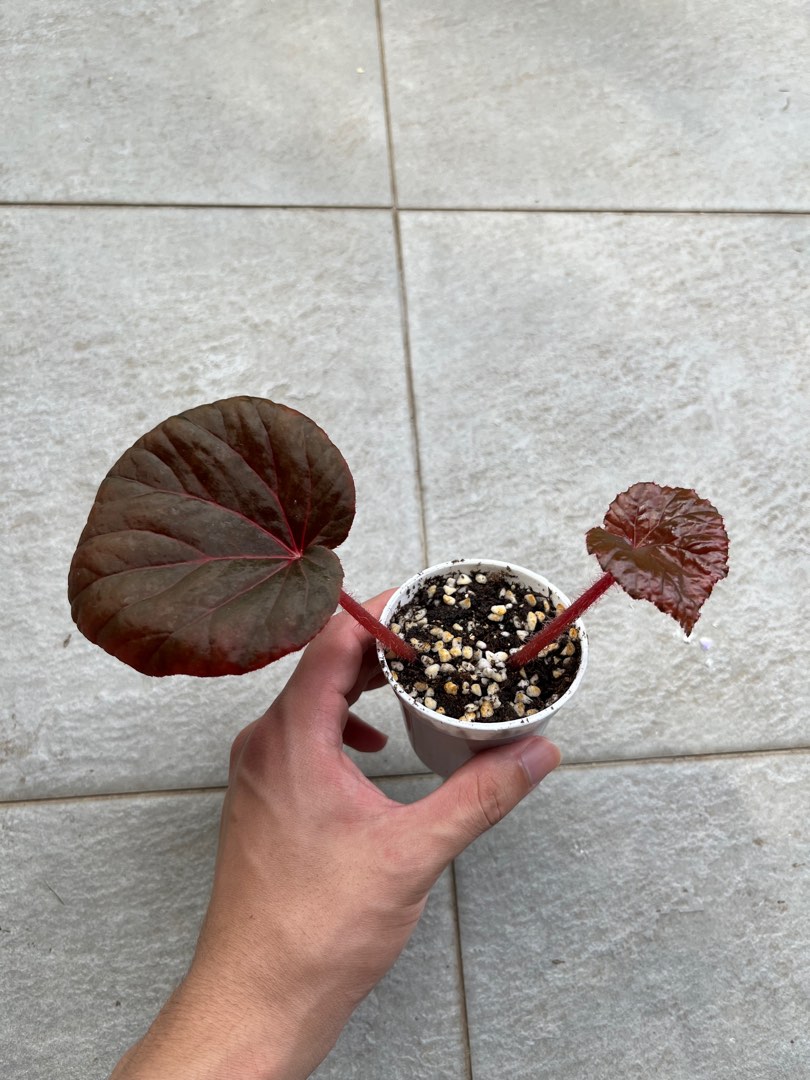 Begonia U497, Furniture & Home Living, Gardening, Plants & Seeds on ...