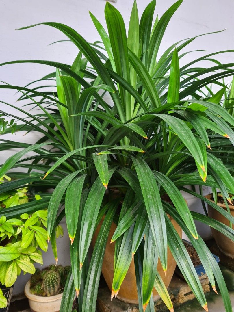 Big Pot Pandan Plant x2, Furniture & Home Living, Gardening, Plants ...