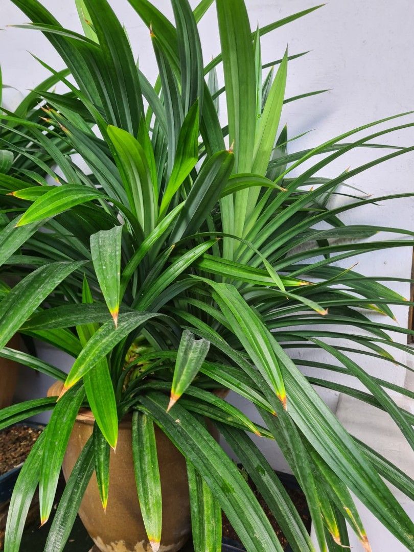 Big Pot Pandan Plant x2, Furniture & Home Living, Gardening, Plants ...