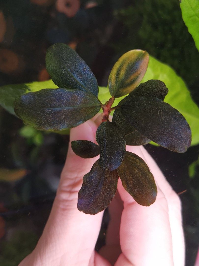Bucep Bucephalandra Brownie Neo (2 Heads), Furniture & Home Living ...
