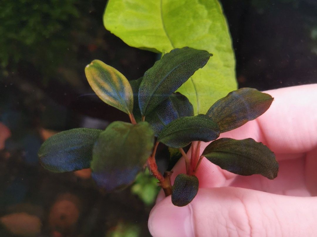 Bucep Bucephalandra Brownie Neo (2 Heads), Furniture & Home Living ...