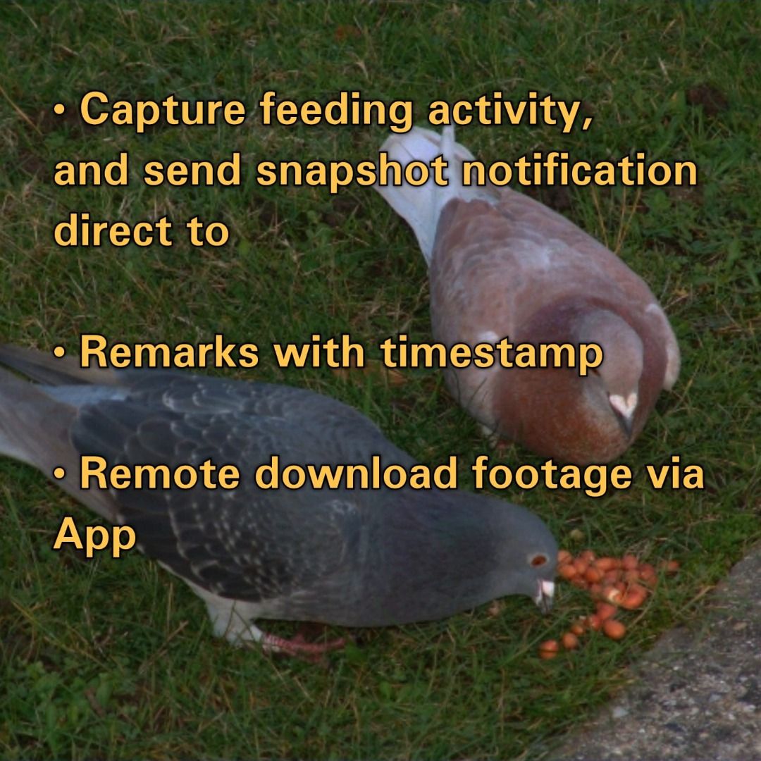 Feral Pigeon Feeder Monitoring AI CCTV Camera | Smart Wireless Outdoor ...