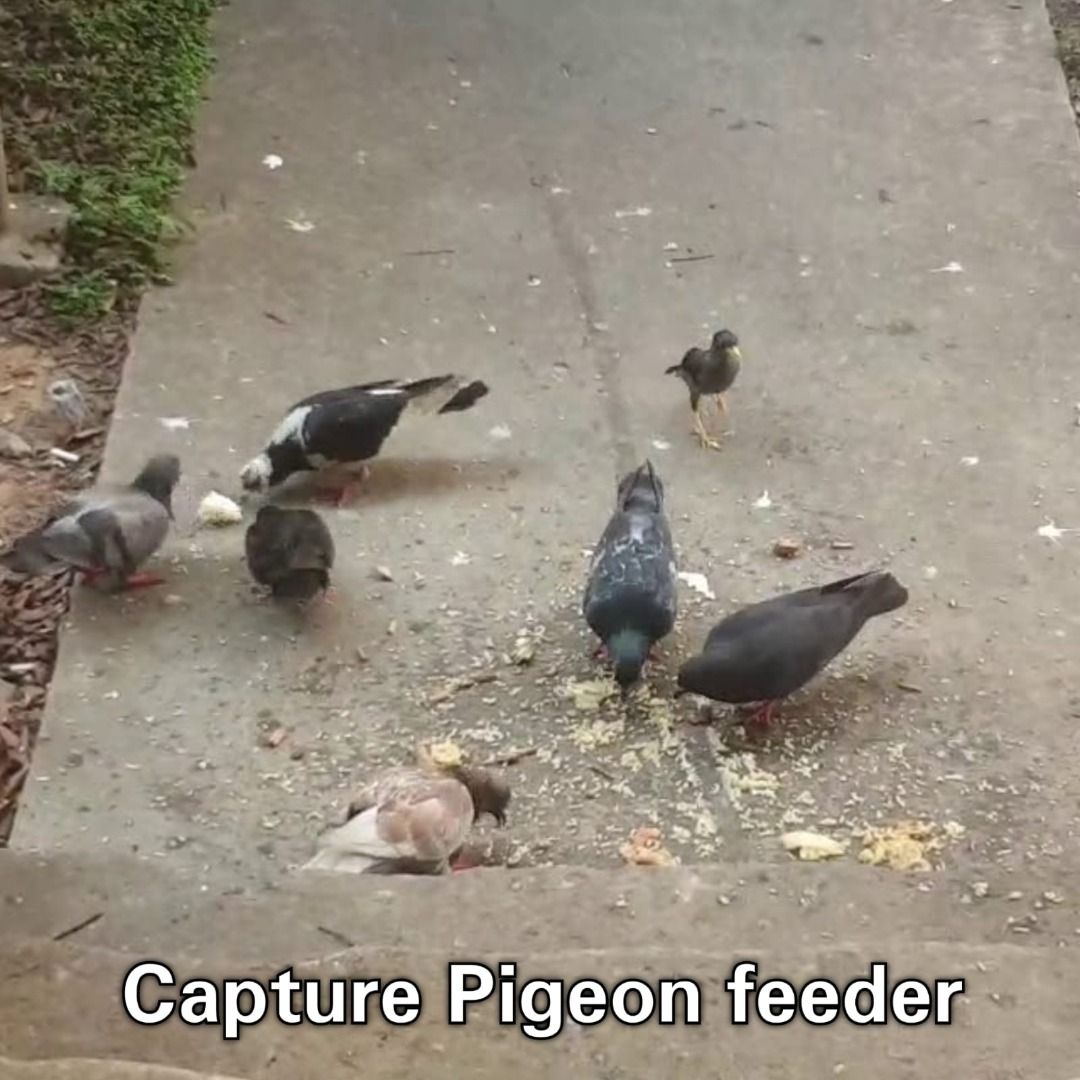 Feral Pigeon Feeder Monitoring AI CCTV Camera | Smart Wireless Outdoor ...