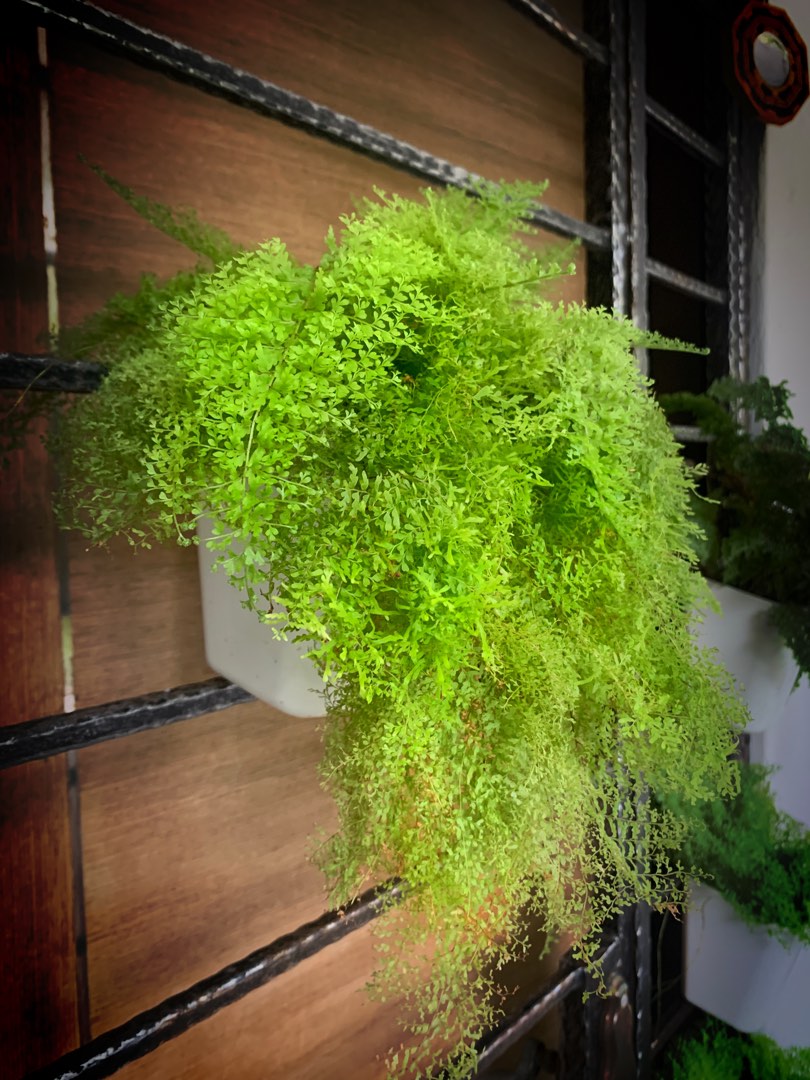 Fern - Cotton Candy or Suzy Wong, Furniture & Home Living, Gardening ...