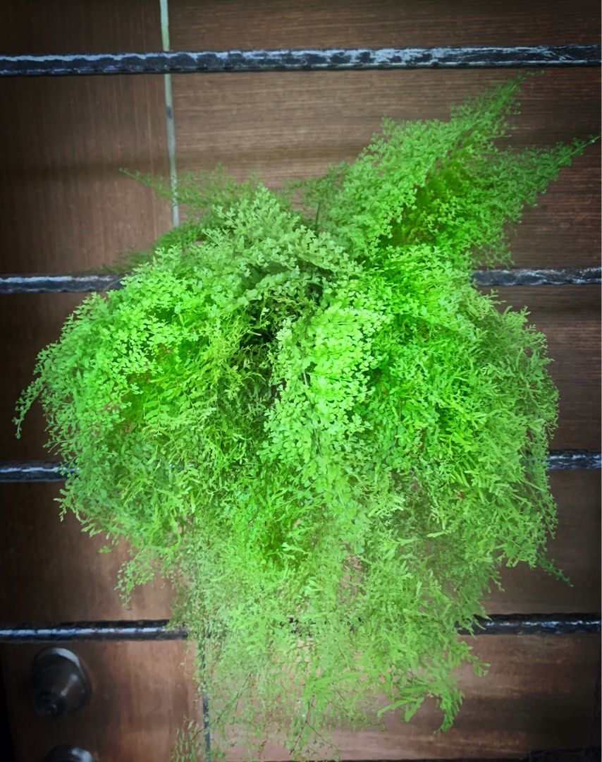 Fern - Cotton Candy or Suzy Wong, Furniture & Home Living, Gardening ...