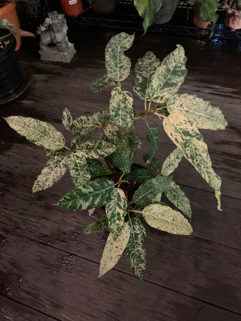 Ficus Snowstorm, Furniture & Home Living, Gardening, Plants & Seeds on ...