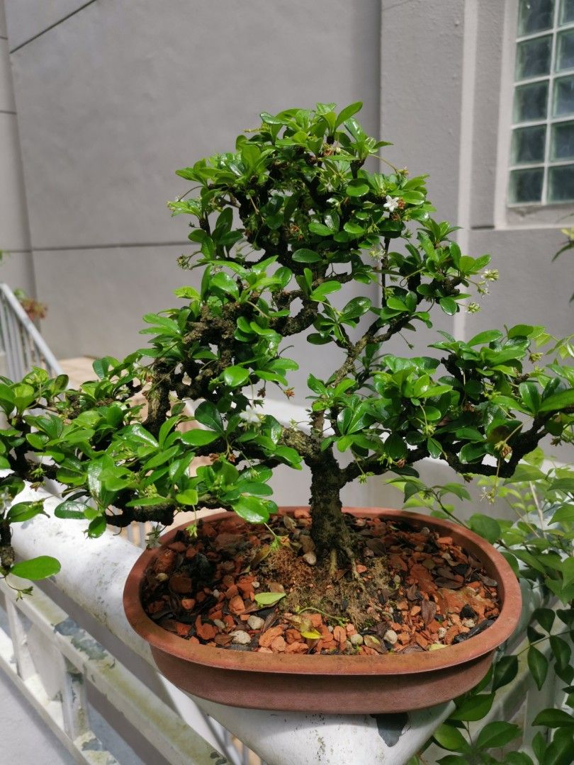 Hokkien Tea bonsai, Furniture & Home Living, Gardening, Plants & Seeds ...