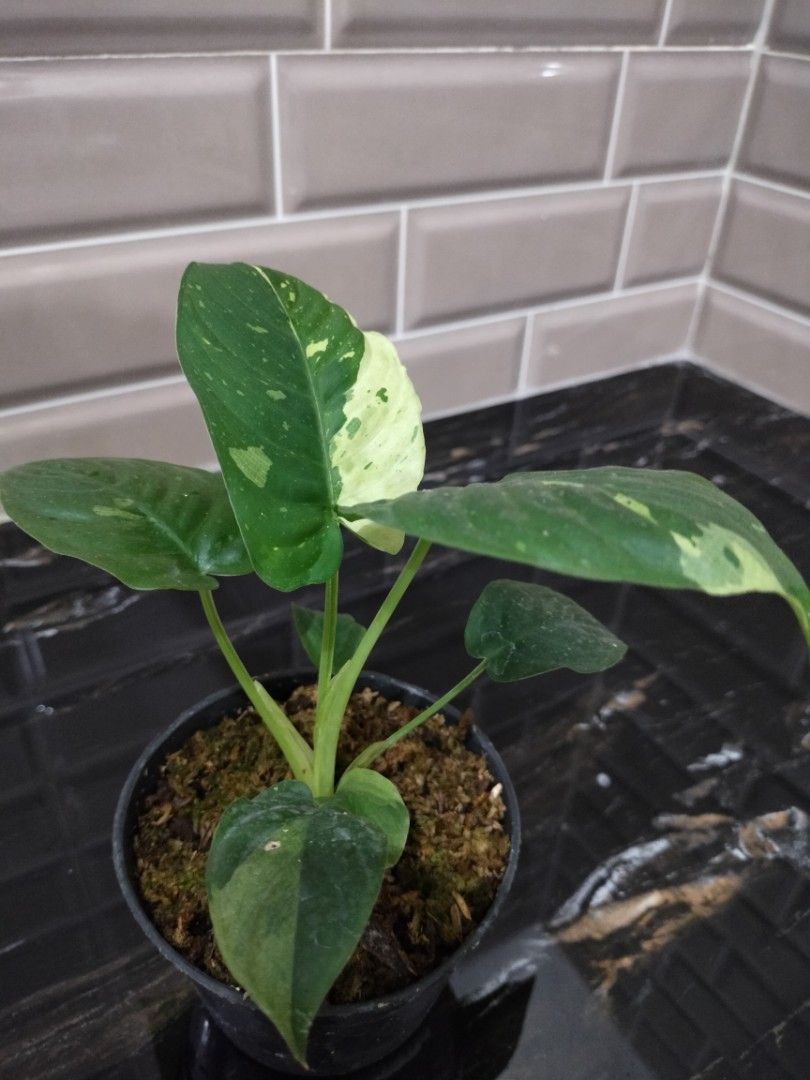 Homalomena sp yellow variegated, Furniture & Home Living, Gardening ...