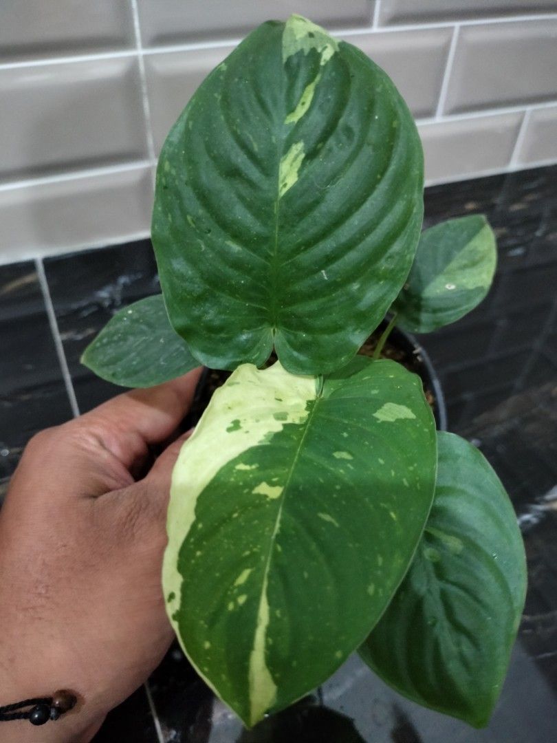 Homalomena sp yellow variegated, Furniture & Home Living, Gardening ...
