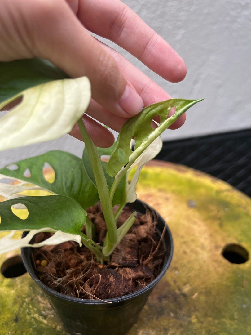 Monstera Adansonii albo/mint variegated halfmoon ( Giant), Furniture ...