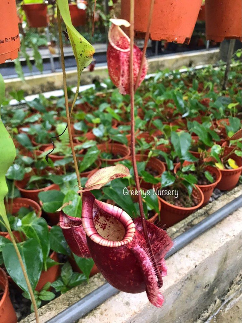 [Nepenthes Plant] Pitcher Plant / Monkey Cup / Periuk Kera : Nepenthes ...