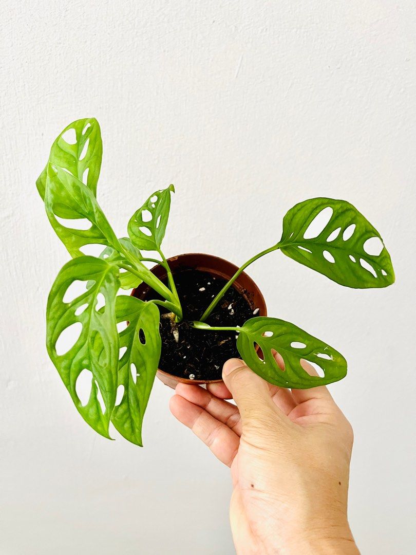 Pair of young indoor plants - Monstera Adansonii and Mini Monstera ...