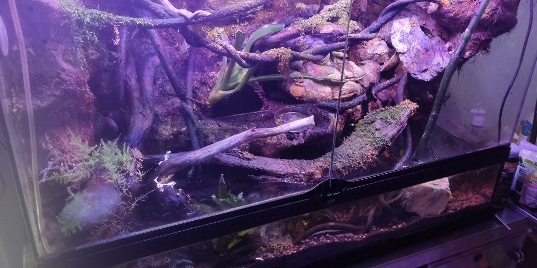 Paludarium tank for sale, Pet Supplies, Homes & Other Pet Accessories ...
