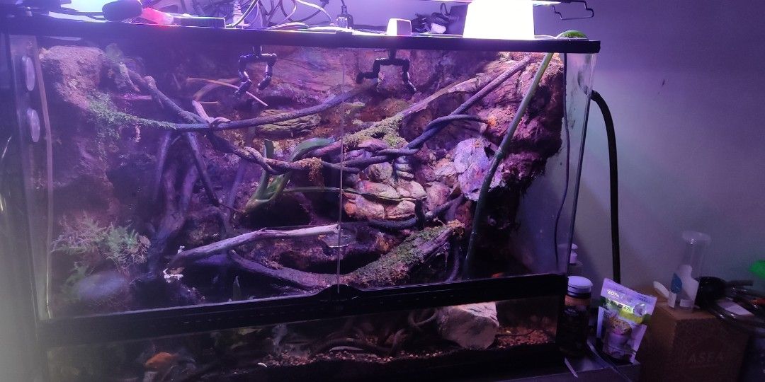 Paludarium tank for sale, Pet Supplies, Homes & Other Pet Accessories ...