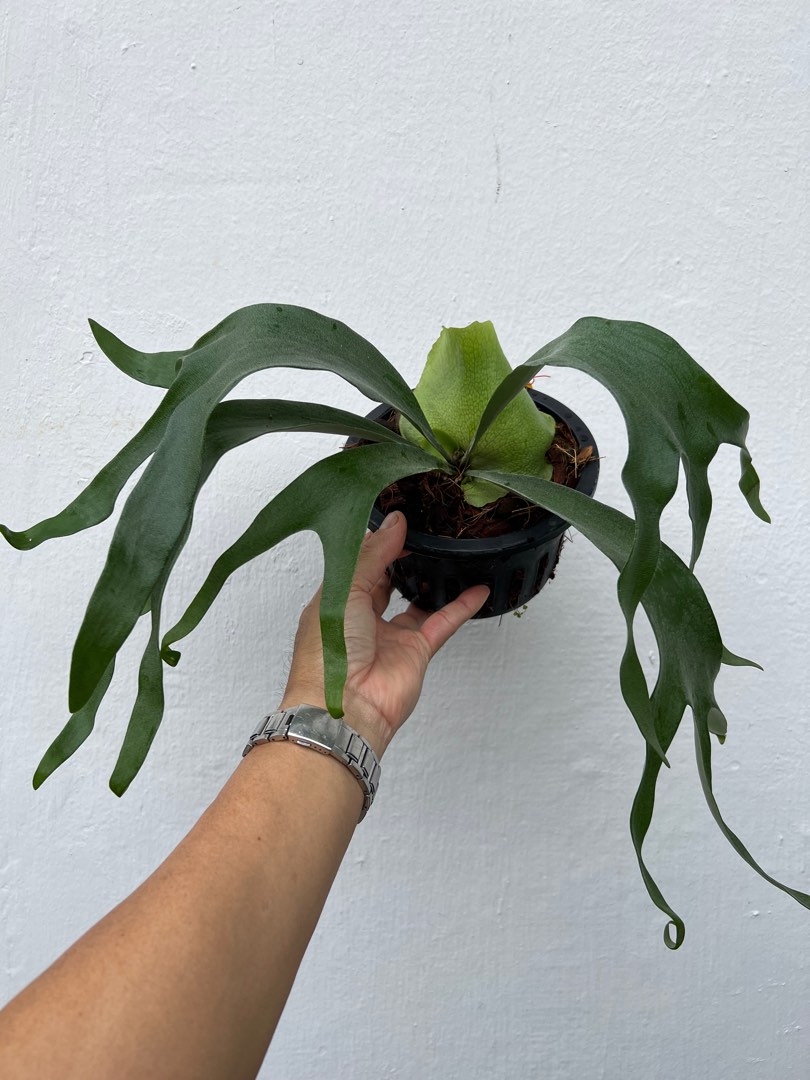 Platycerium pegasus, Furniture & Home Living, Gardening, Plants & Seeds on Carousell