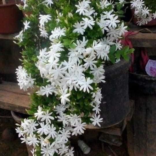 Pokok bunga angel hair jasmine, Furniture & Home Living, Gardening ...