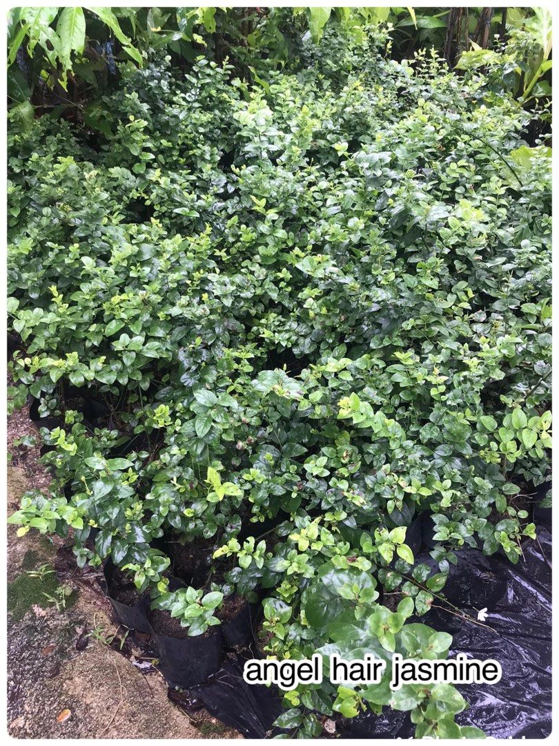 Pokok bunga angel hair jasmine, Furniture & Home Living, Gardening ...
