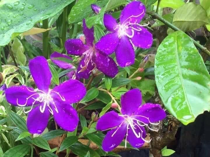 Pokok bunga senduduk Holland, Furniture & Home Living, Gardening ...