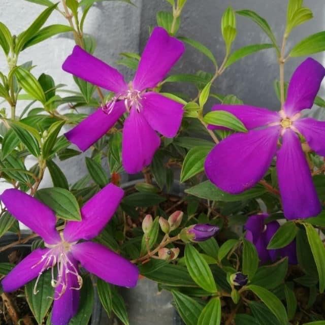 Pokok bunga senduduk Holland, Furniture & Home Living, Gardening ...