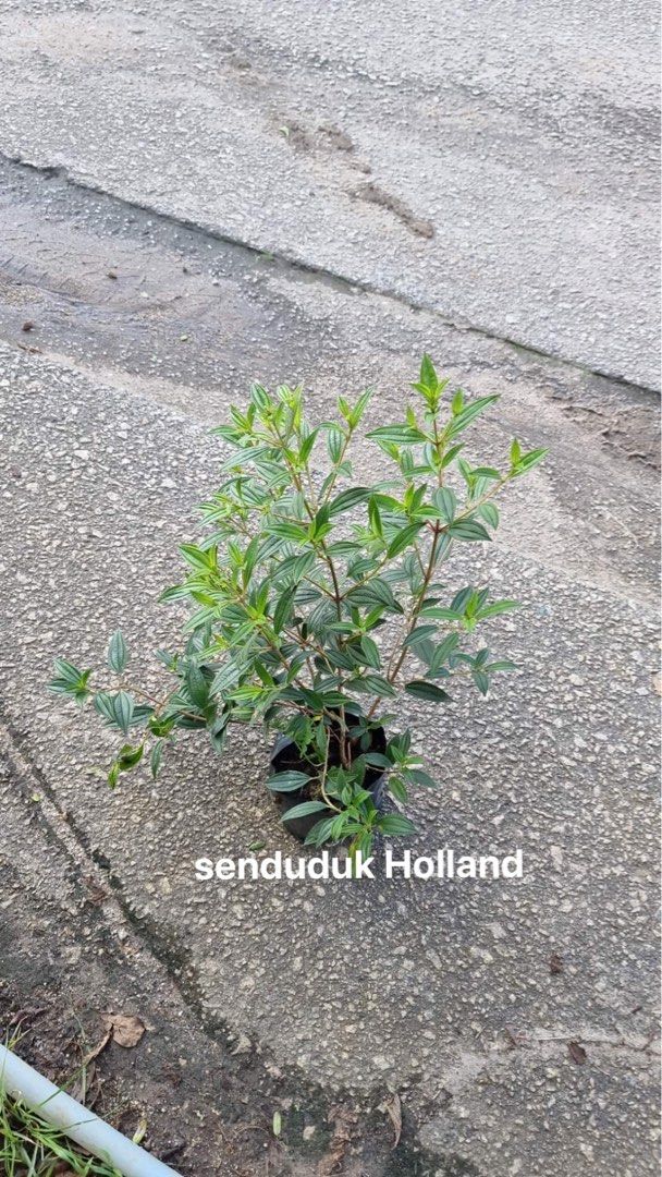 Pokok bunga senduduk Holland, Furniture & Home Living, Gardening ...