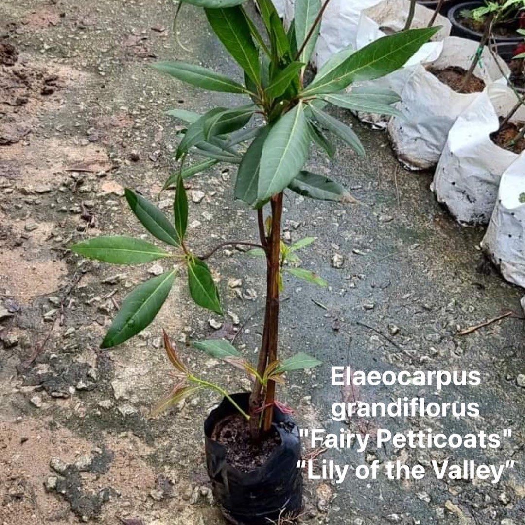 Pokok Elaeocarpus grandiflorus @ Fairy Petticoats @ Lily of the Valley ...